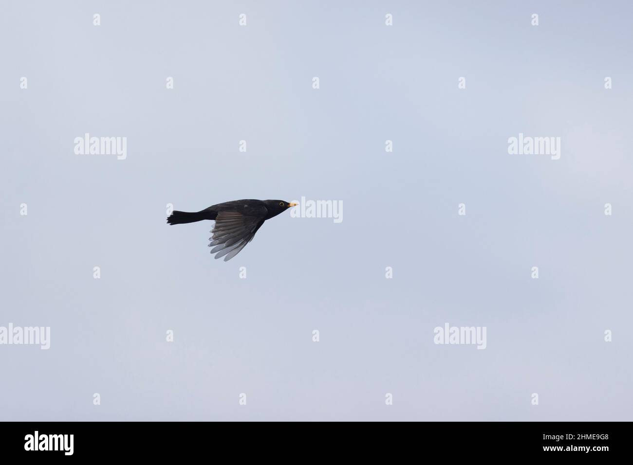 Common Blackbird (Turdus merula) adult male flying, Suffolk, England ...
