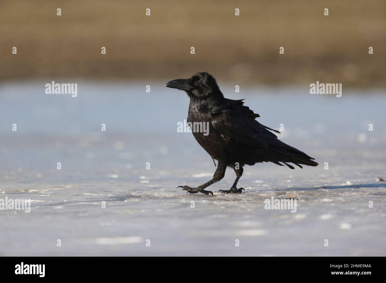 Raven on the ice hi-res stock photography and images - Alamy