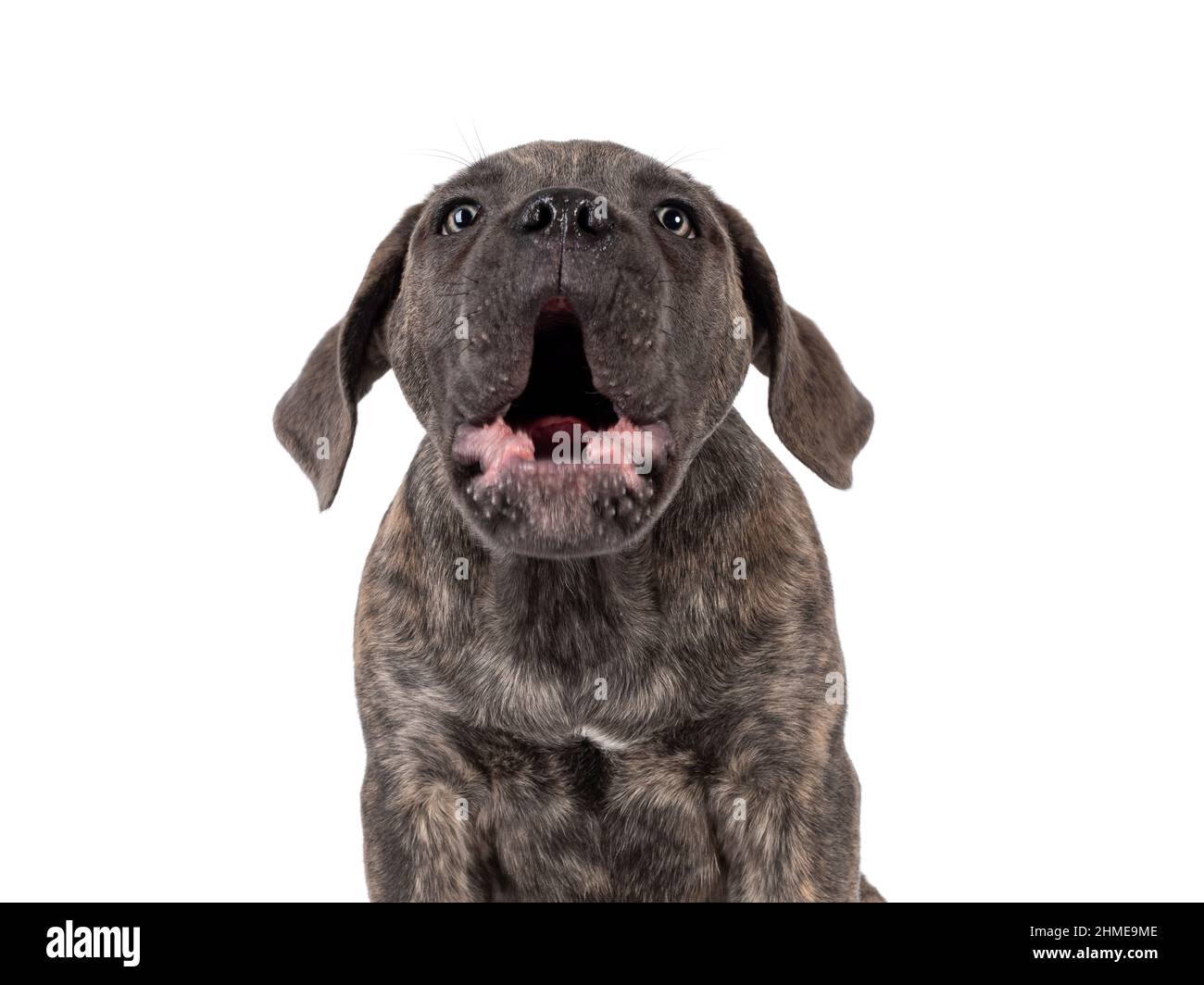 Does The Cane Corso Bark