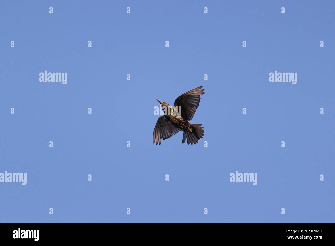 Adult starling july hi-res stock photography and images - Alamy
