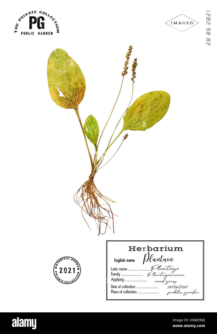 Dried stylized herbarium plantain herb isolated Stock Photo - Alamy