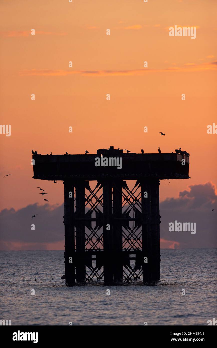 Great Cormorant, Herring Gull and Black-legged Kittiwake perched on and ...