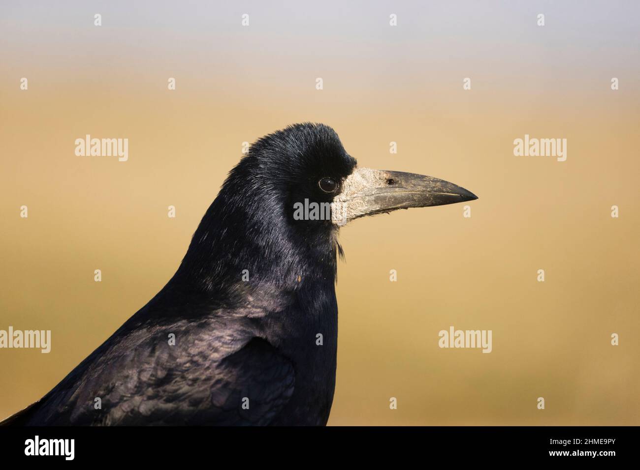 Rook (Corvus frugilegus) adult portrait Stock Photo - Alamy
