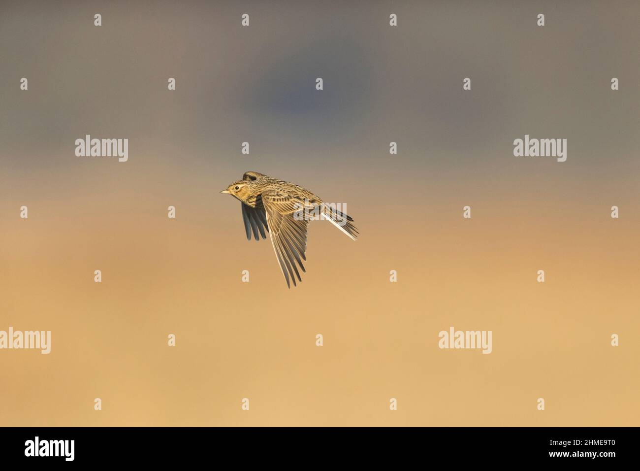 Skylark flying hi-res stock photography and images - Alamy