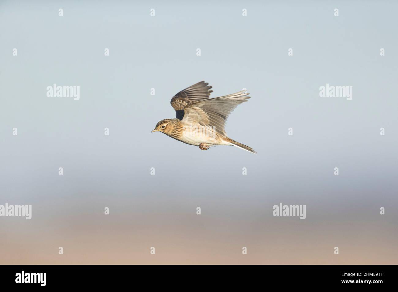 Skylark flying hi-res stock photography and images - Alamy