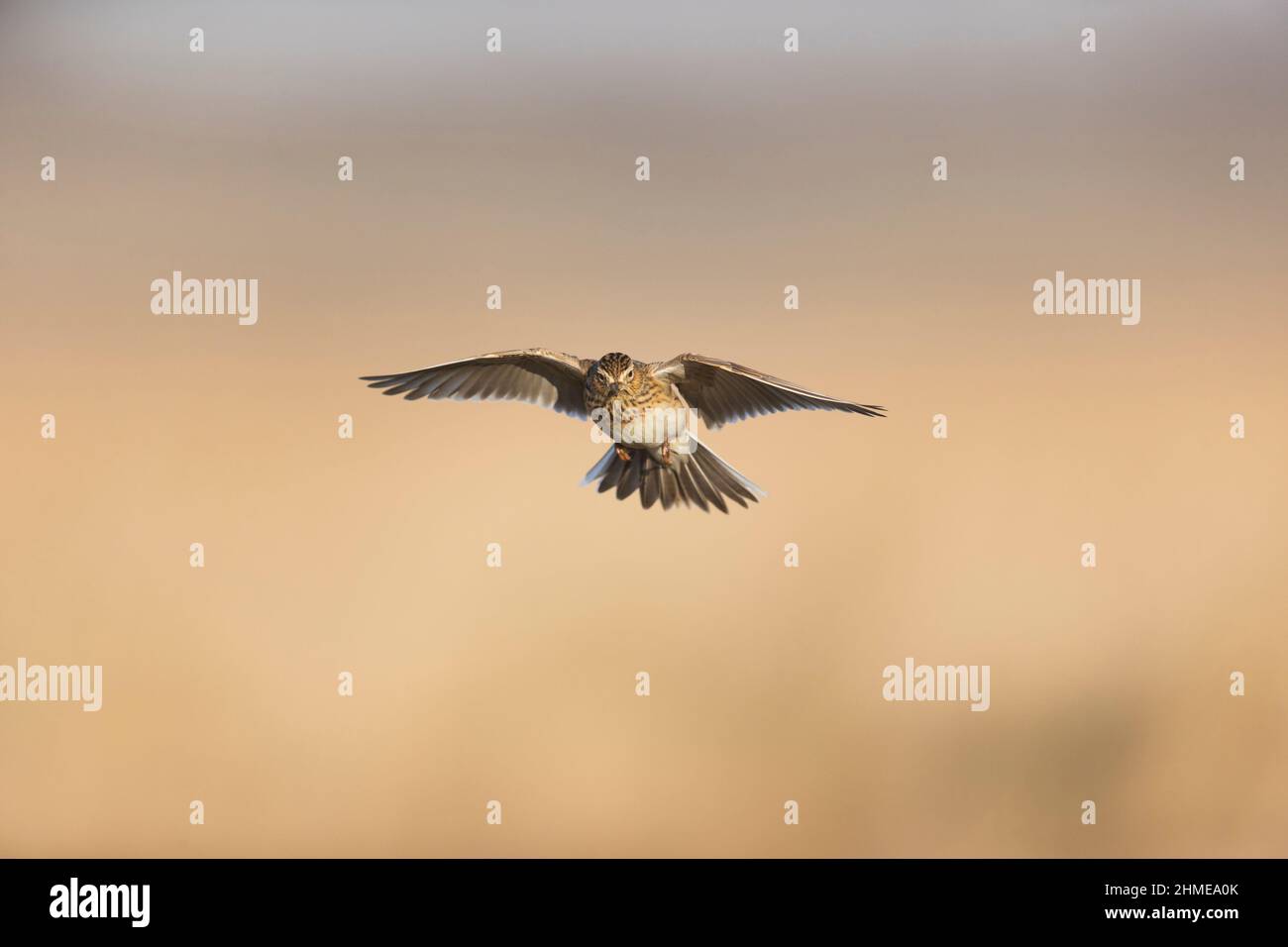 Skylark flying hi-res stock photography and images - Alamy