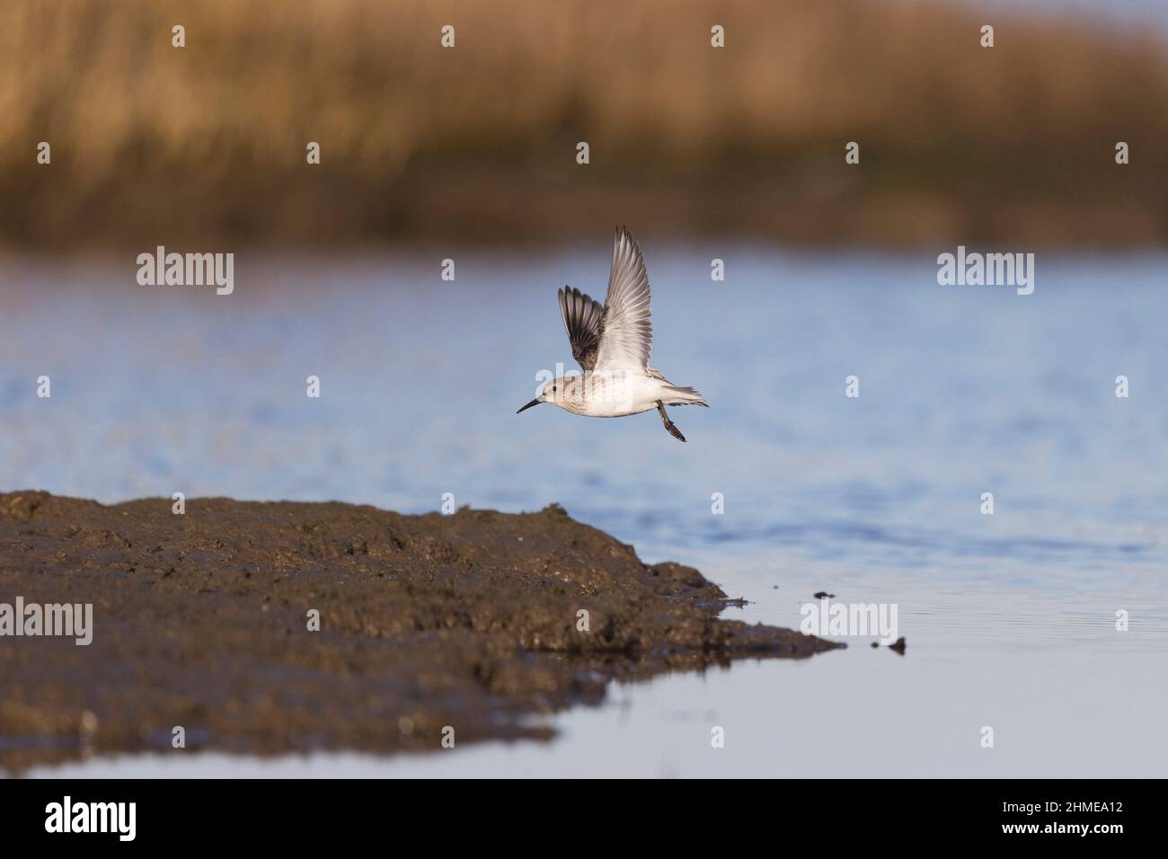 Dunlin (Calidris alpina) winter plumage adult flying, Suffolk, England ...