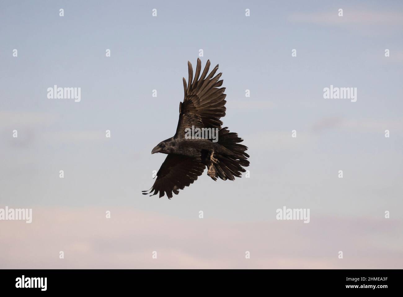 Common Raven (Corvus corax) adult flying, Hortobagy, Hungary, January ...