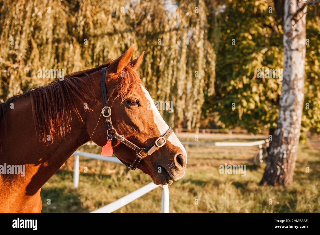 Red horse on pasture. Portrait of thoroughbred horse head. Animal farm ...