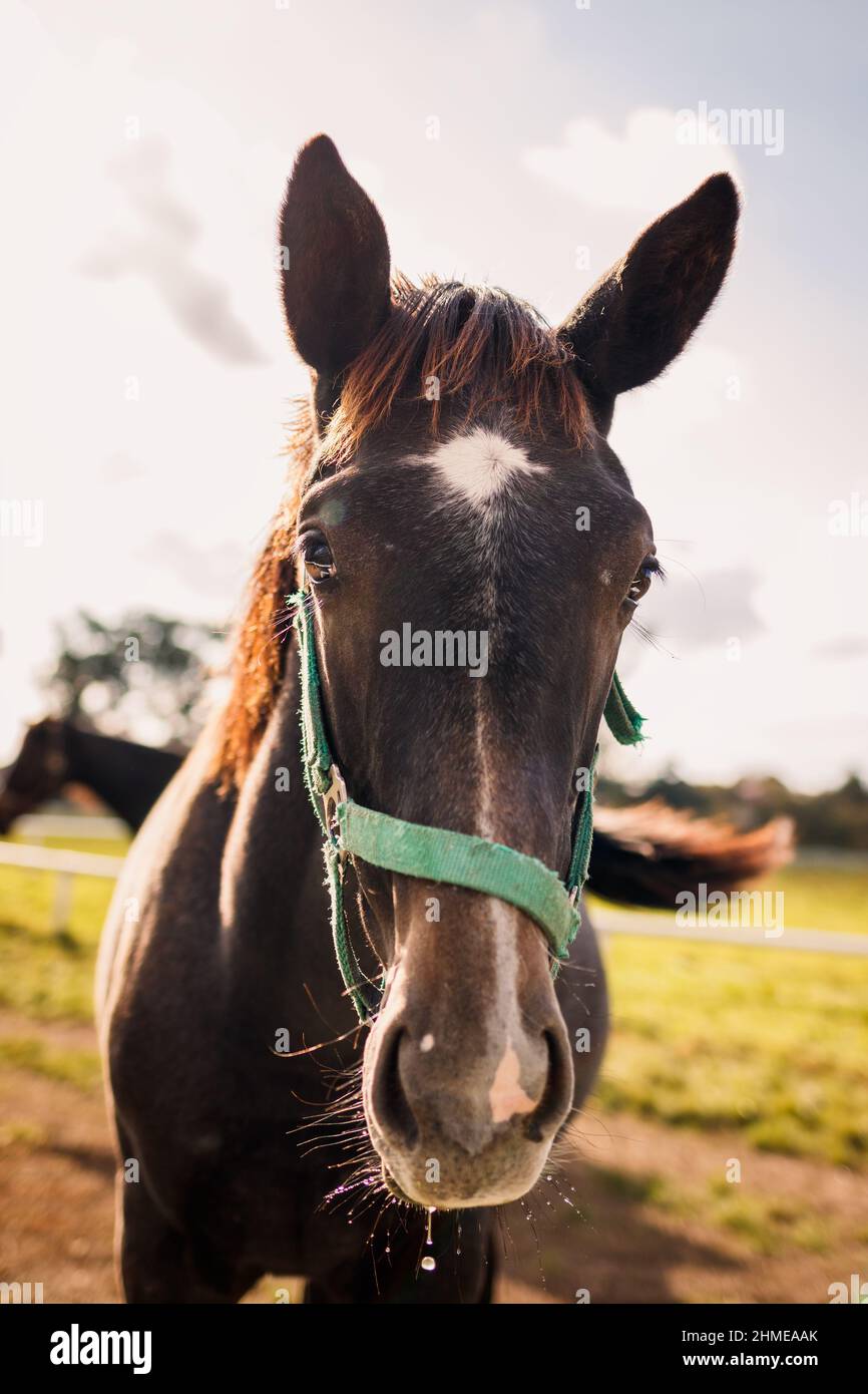 Funny portrait of foal head. Young horse on pasture. Animal themes ...