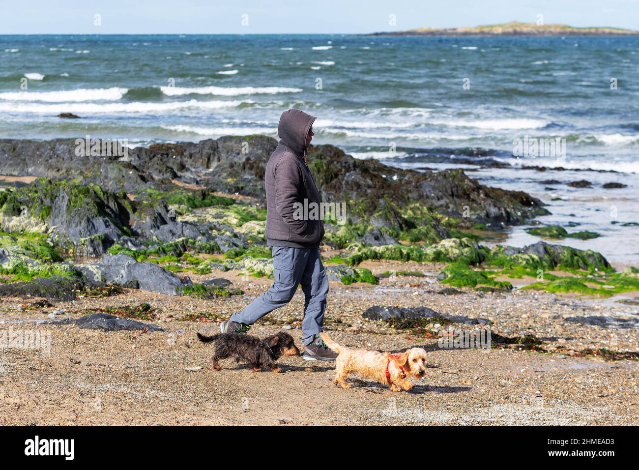 Man walking his dogs on Rhosneigr beach on the Anglesey coast, Anglesey ...