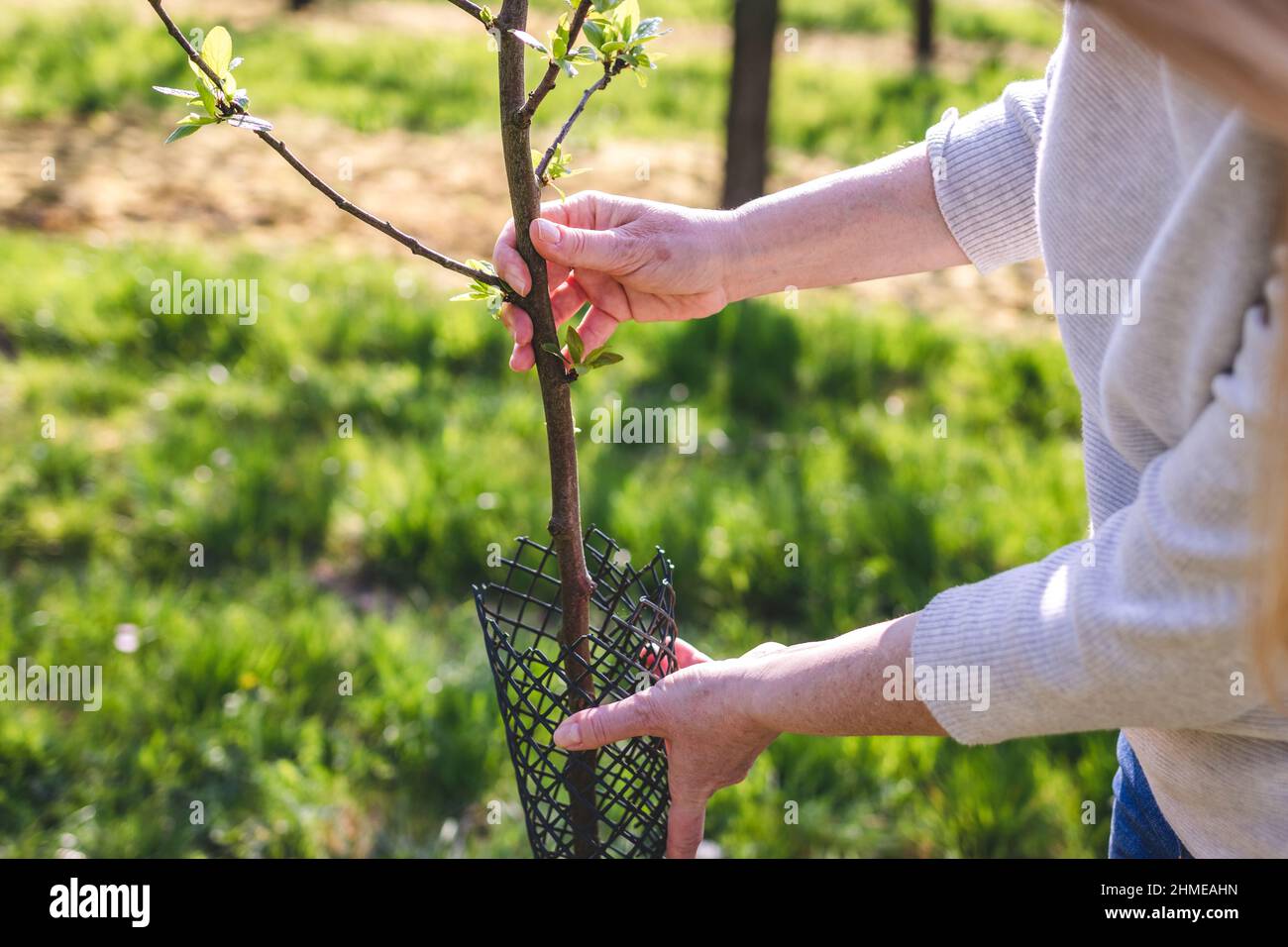 Farmer is wrapping protective net at fruit sapling in orchard ...