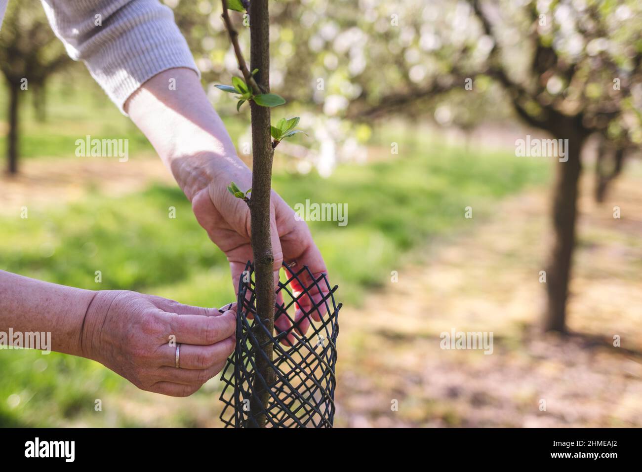 Plum tree seedling hi-res stock photography and images - Alamy