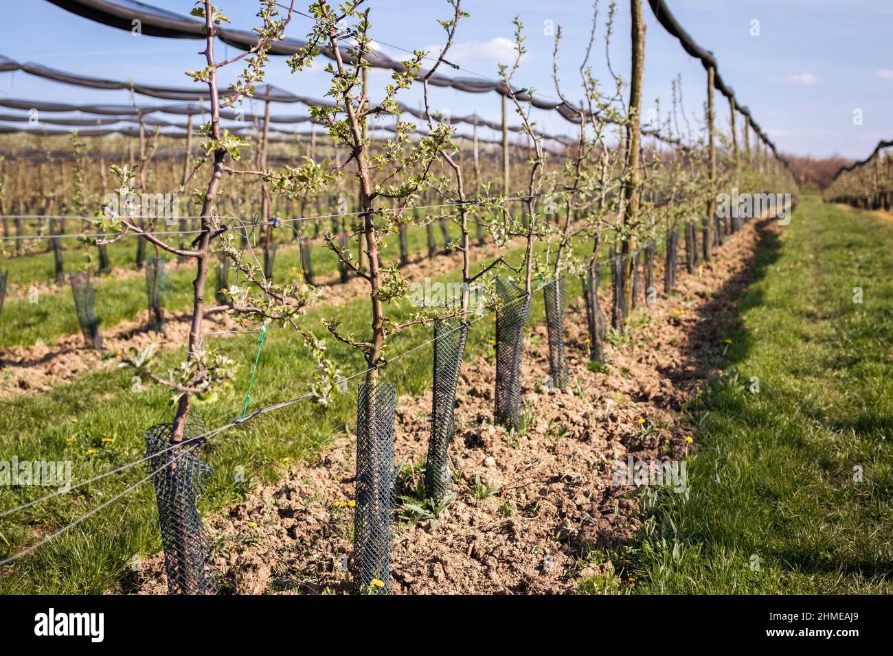 Apple orchard with fruit trees in a row. Cultivated sapling trees with ...