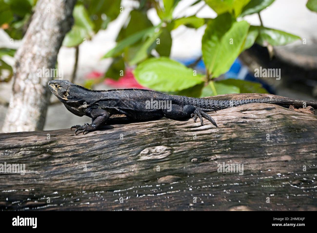 Big gray lizard under the sun on a tree trunk, Manuel Antonio National ...