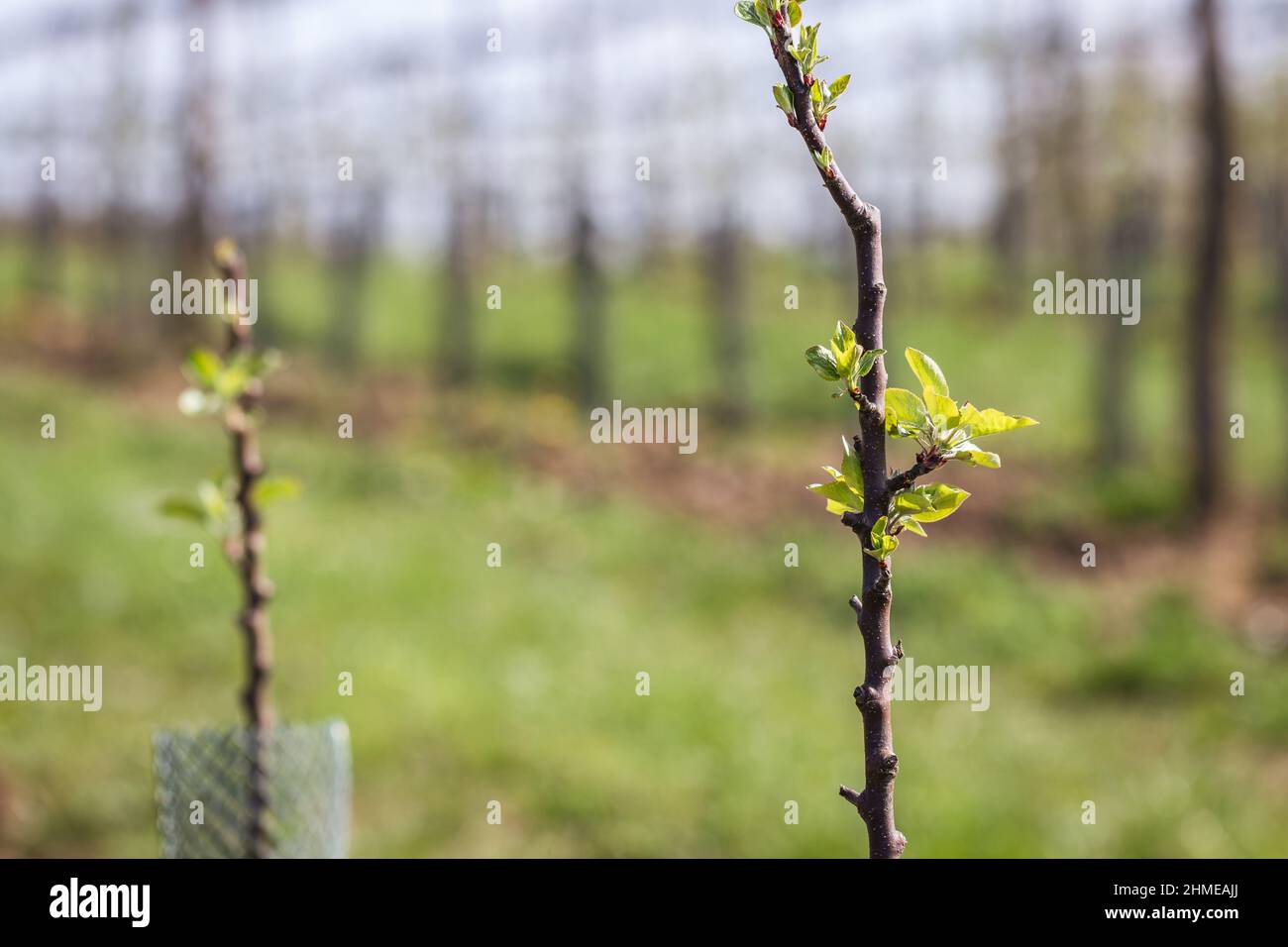 Apple tree sapling in fruit orchard at spring. Organic farm Stock Photo ...