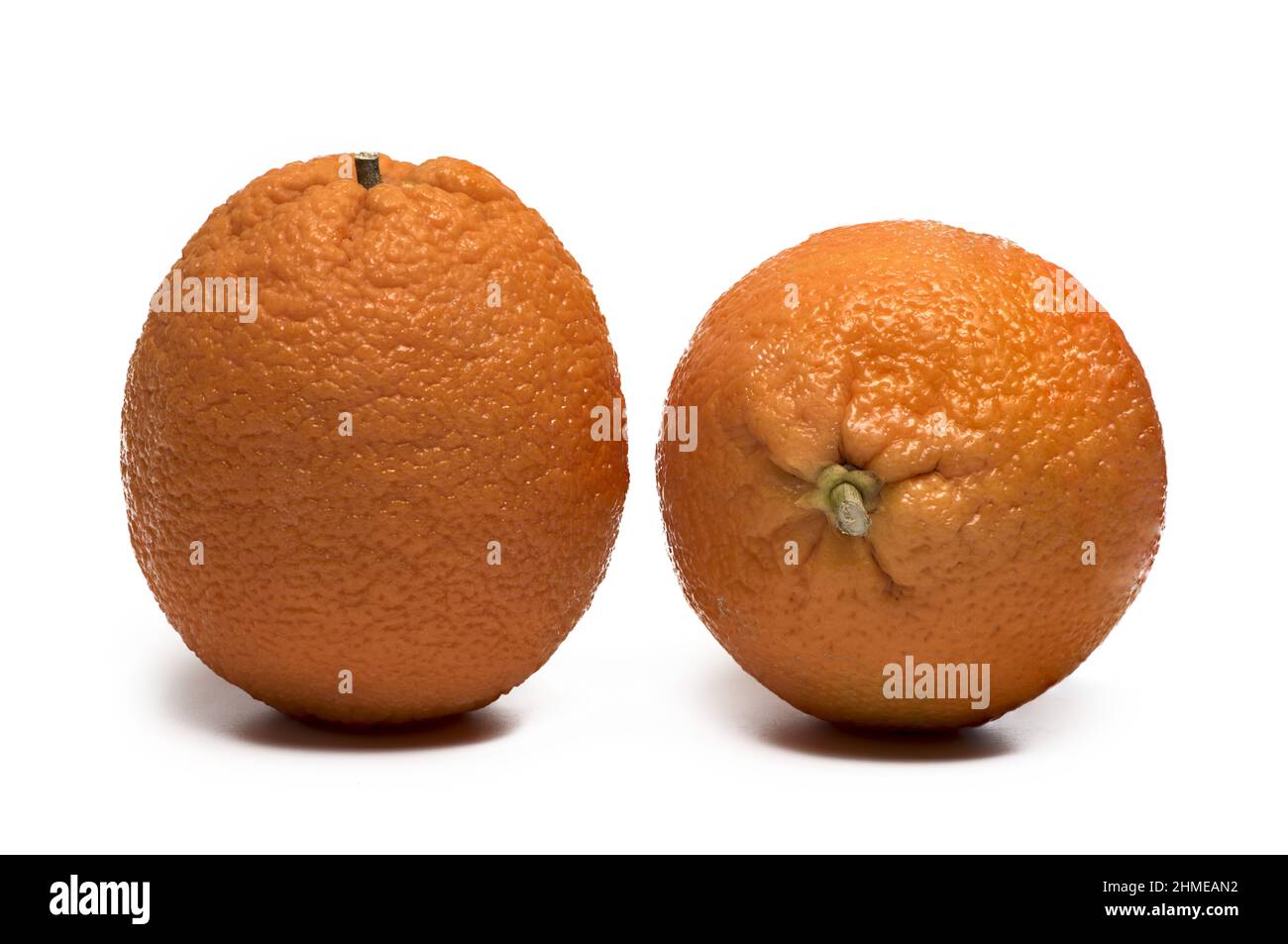 Close up of two mature ripe oranges seen from different sides on white ...