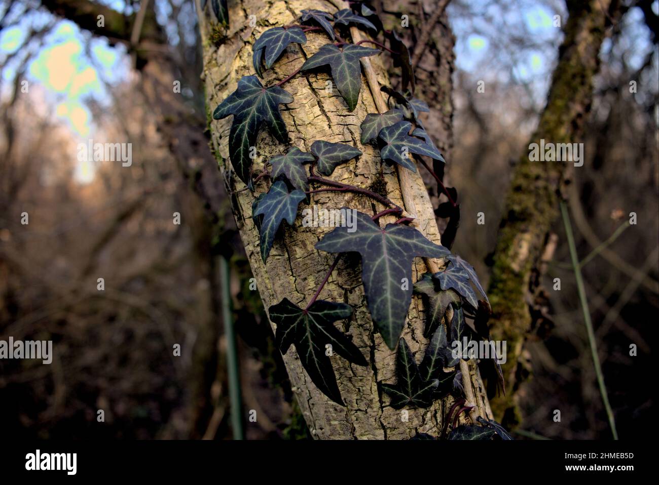 Snow ivy and tree trunk hi-res stock photography and images - Alamy