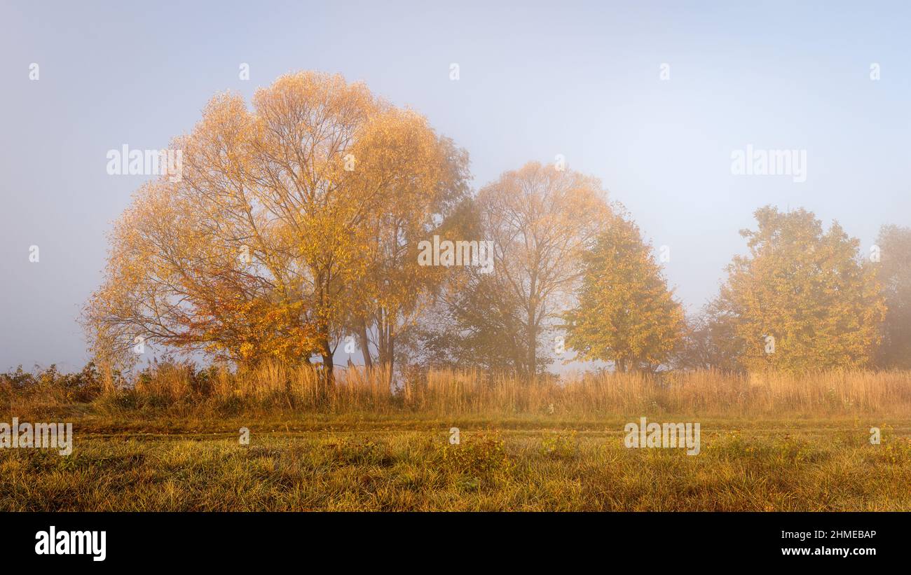 Fall season. Tree with autumn leaf colors in fog. Cold morning in ...