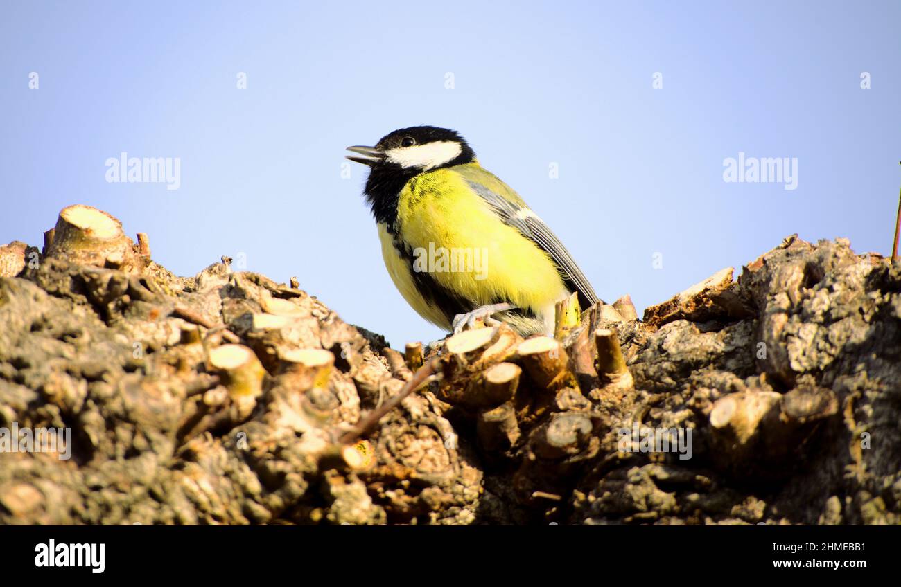 Coal tit bird singing on a tree trunk Stock Photo - Alamy