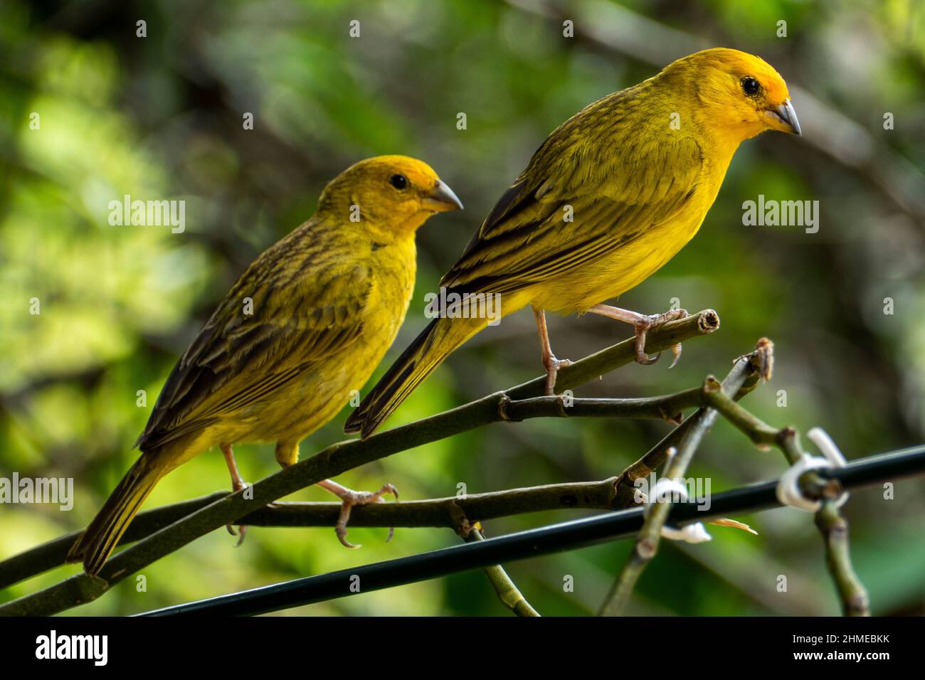 Wild Yellow Canary Bird