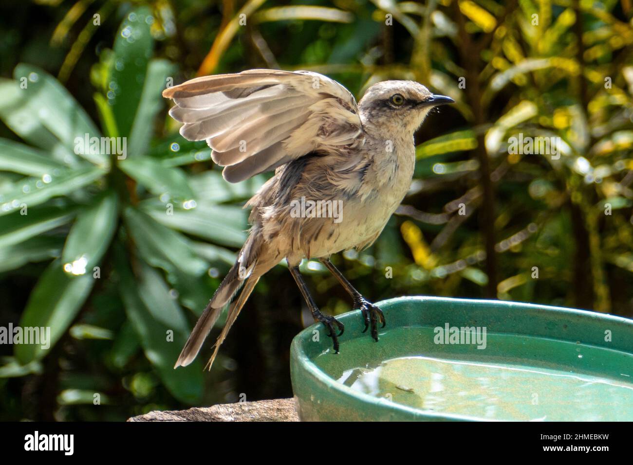 Turdidae hi-res stock photography and images - Alamy