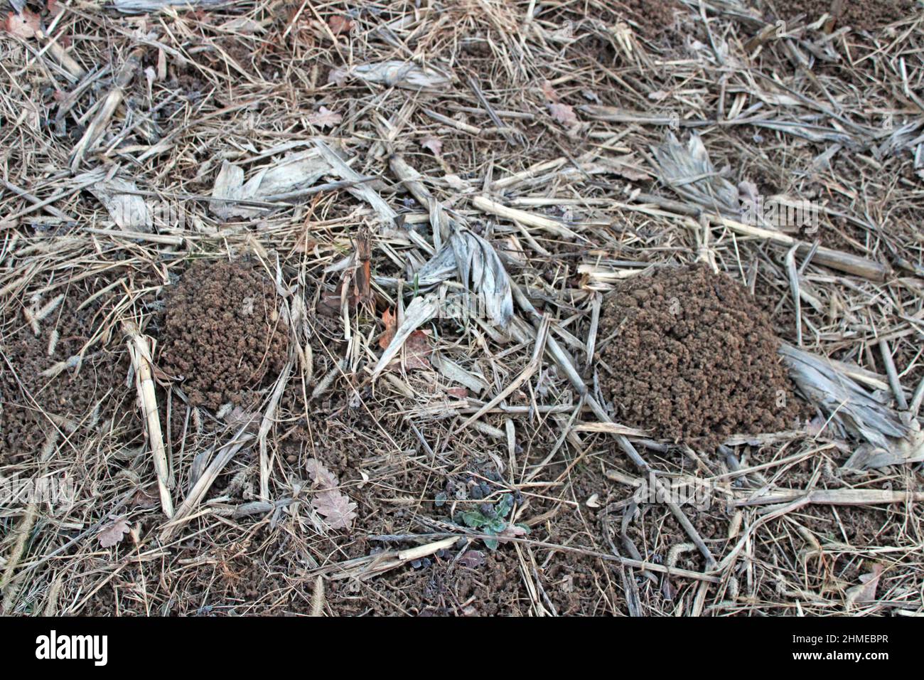 Winter morning and the last year's corn field with mole's holes at the ...