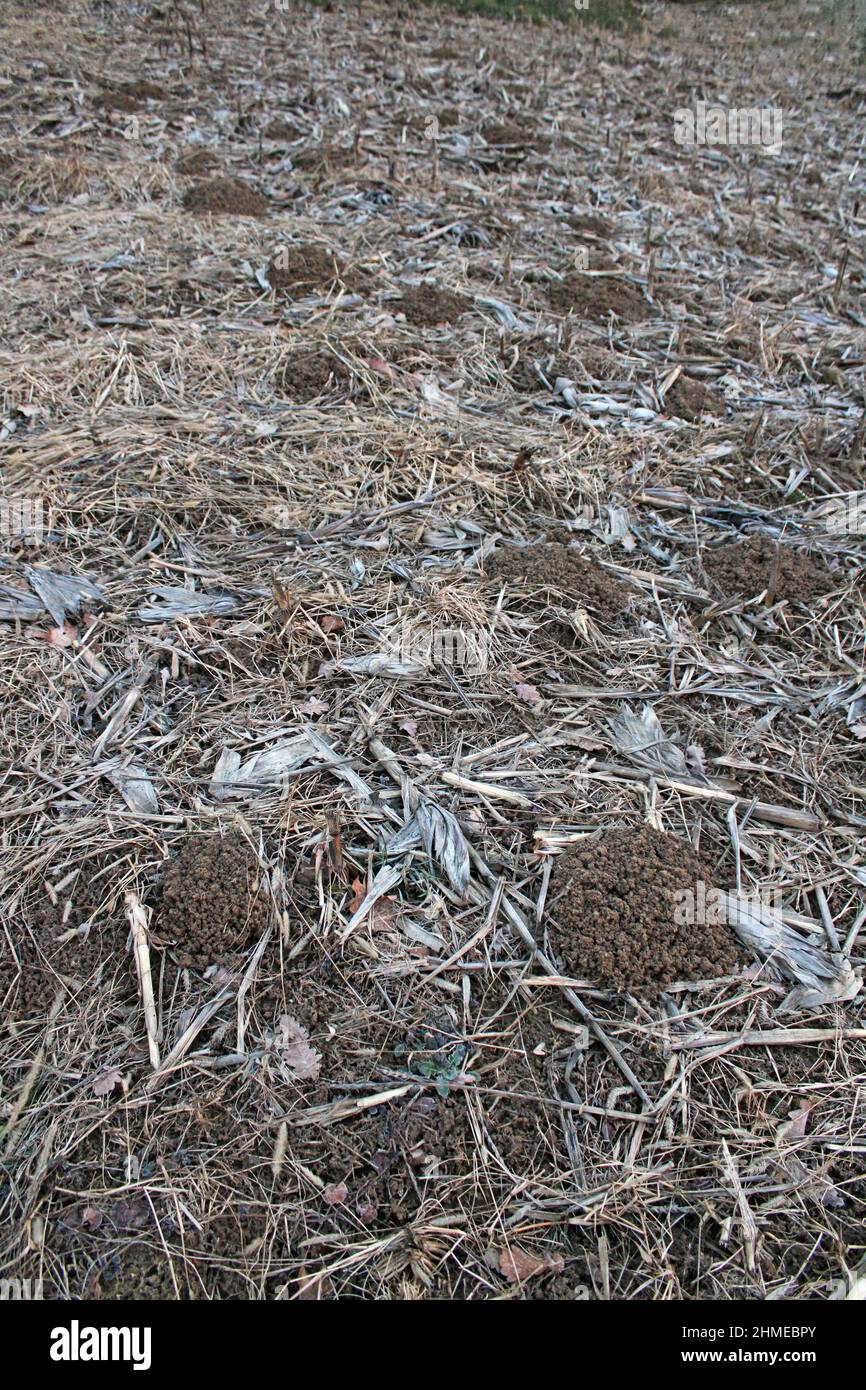 Winter morning and the last year's corn field with mole's holes at the ...