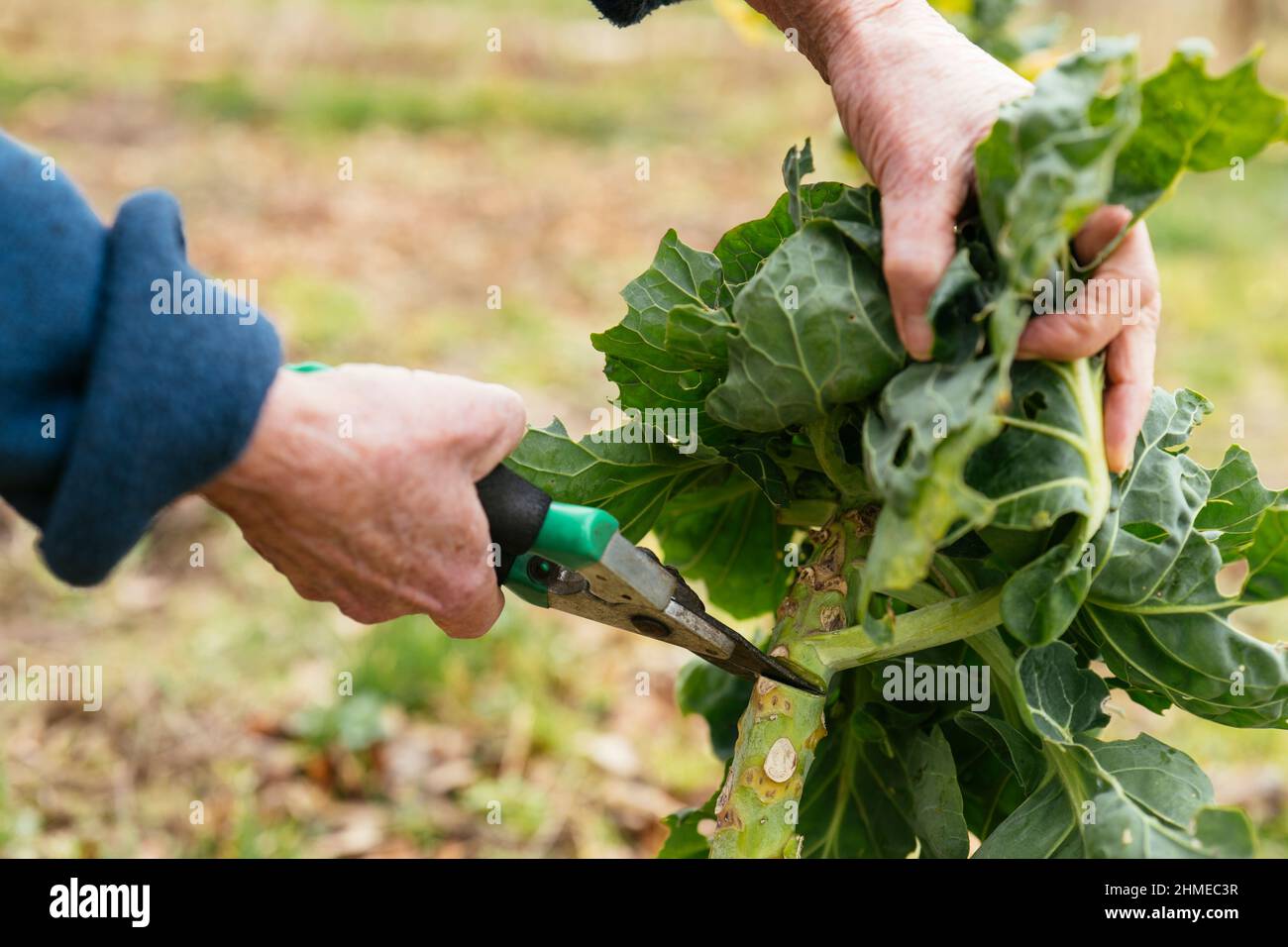 Sprout tops cut hi-res stock photography and images - Alamy