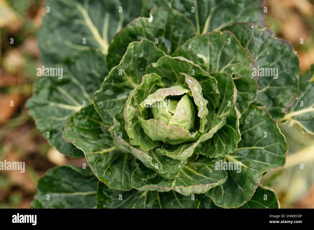 Sprout greens hi-res stock photography and images - Alamy