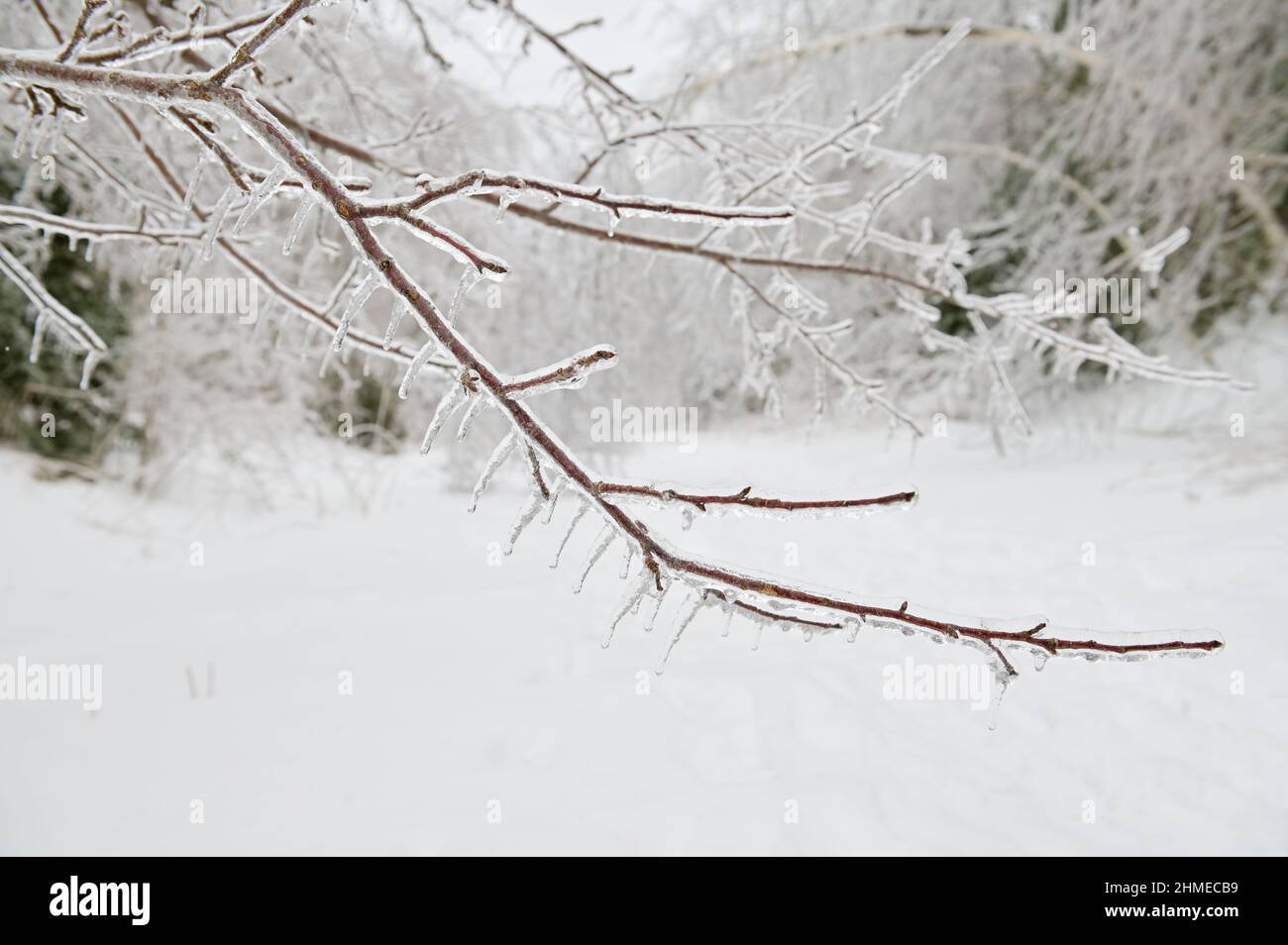 Close-up of a tree branch covered with ice. Branch after frozen rain ...