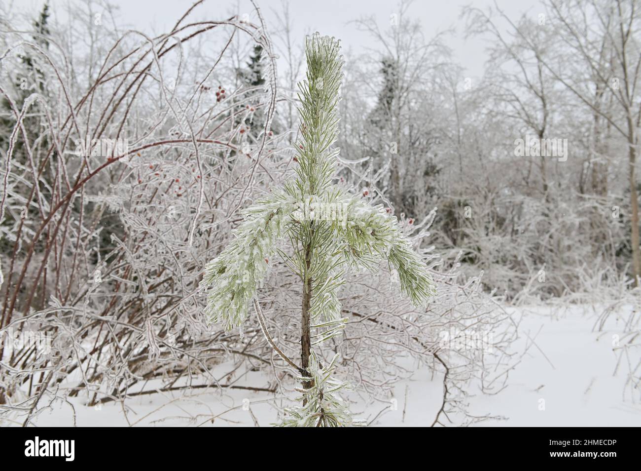 Seedling temperature hi-res stock photography and images - Alamy
