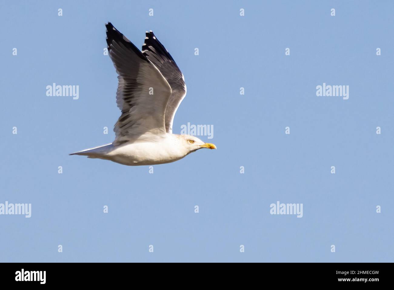 Mediterranean gull in flight hi-res stock photography and images - Alamy