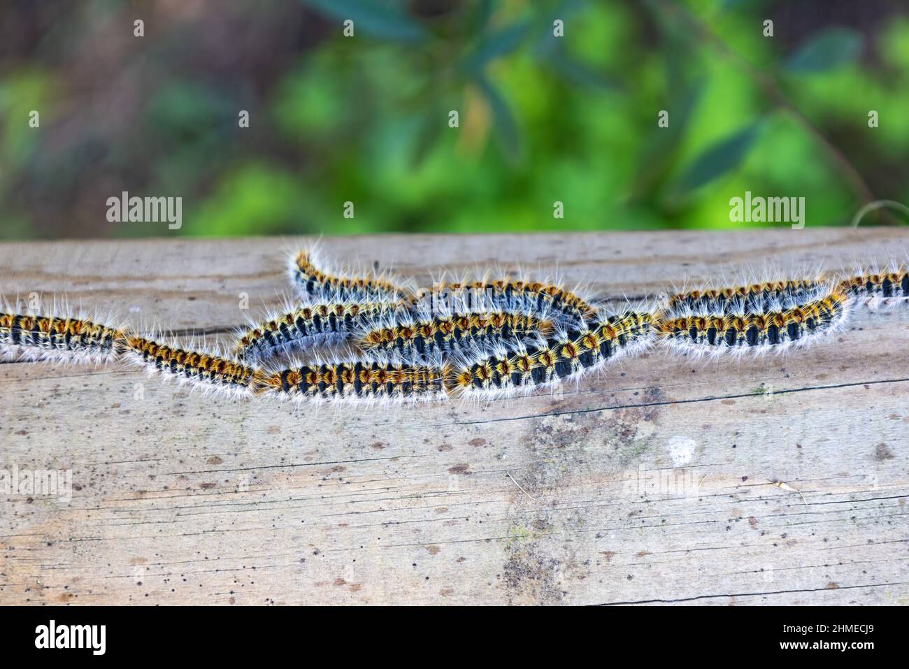 close up video of Pine processionary (Thaumetopoea pityocampa Stock ...