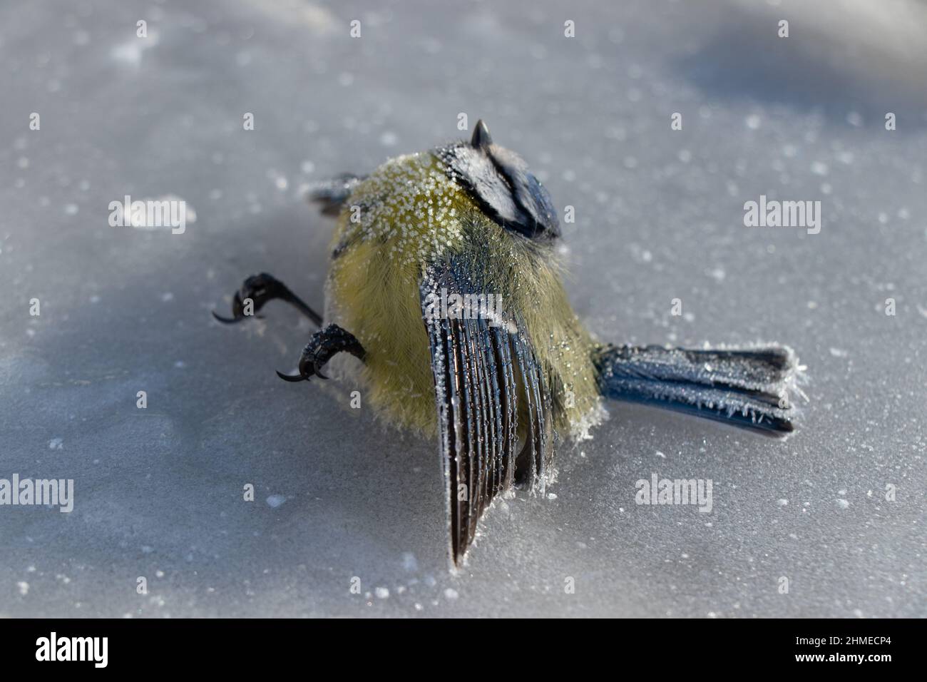 A blue tit death and lies on the cold ice. Frozen bird. The cold of ...
