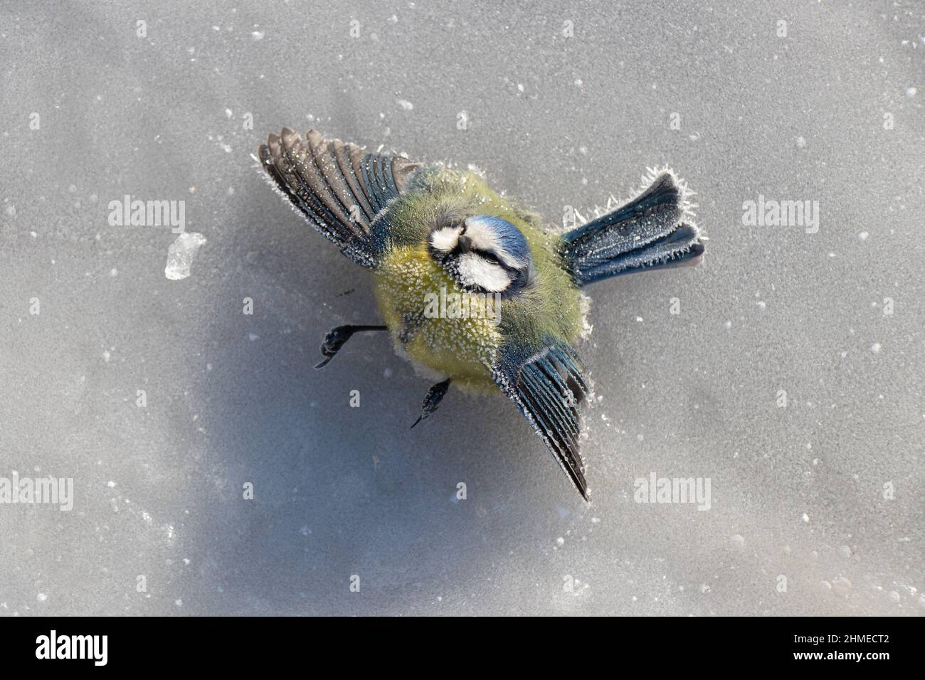 A blue tit death and lies on the cold ice. Frozen bird. The cold of winter Stock Photo - Alamy