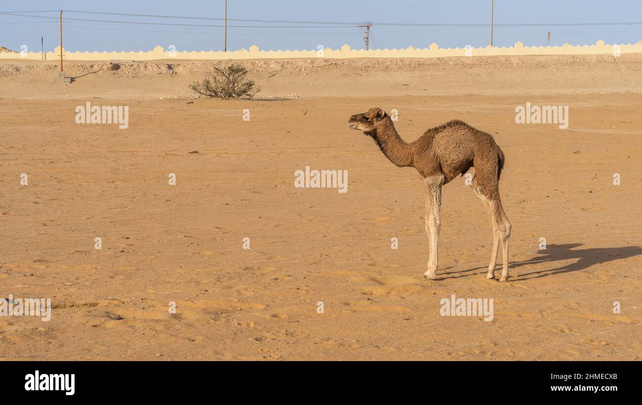 Qatar,Baby arab brown camel in dukhan dessert Stock Photo - Alamy