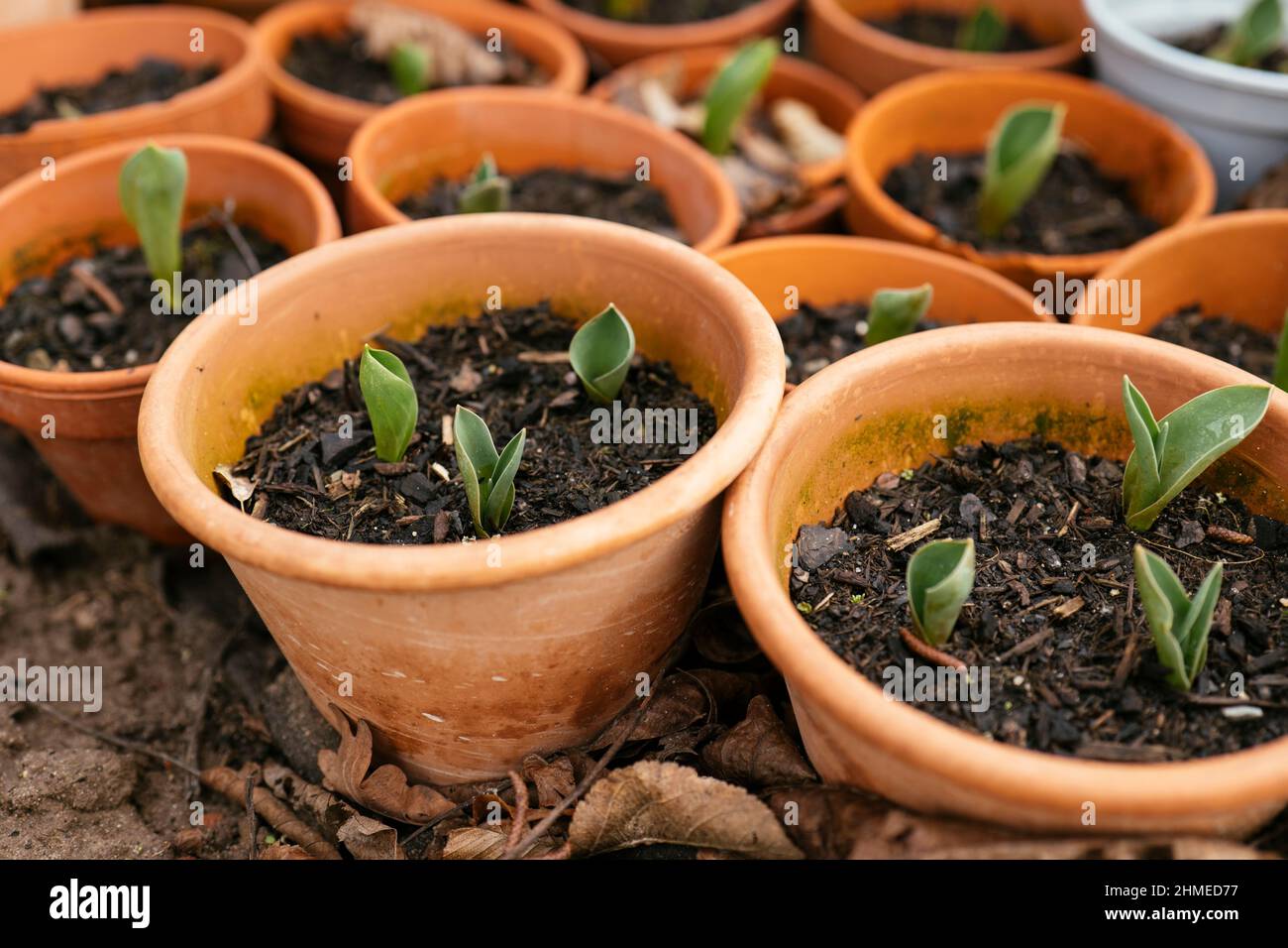 Tulips in pots hi-res stock photography and images - Alamy