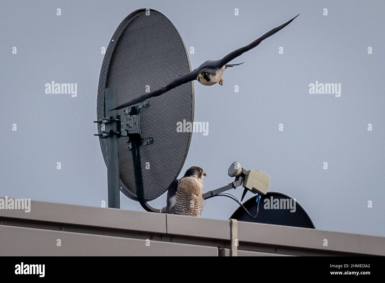London, UK. 9th Feb, 2022. A pair of urban Peregrine Falcons seen on a ...