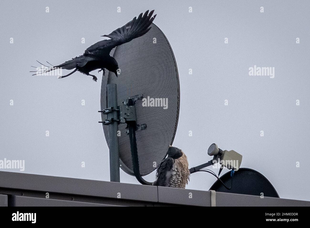 London, UK. 9th Feb, 2022. An urban Peregrine Falcon is aggressively ...