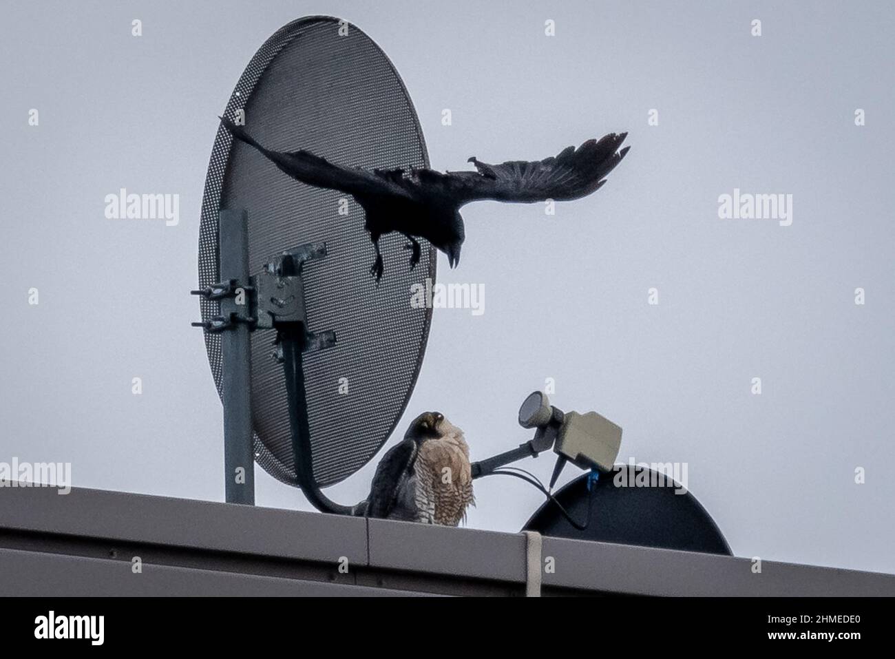 London, UK. 9th Feb, 2022. An urban Peregrine Falcon is aggressively ...