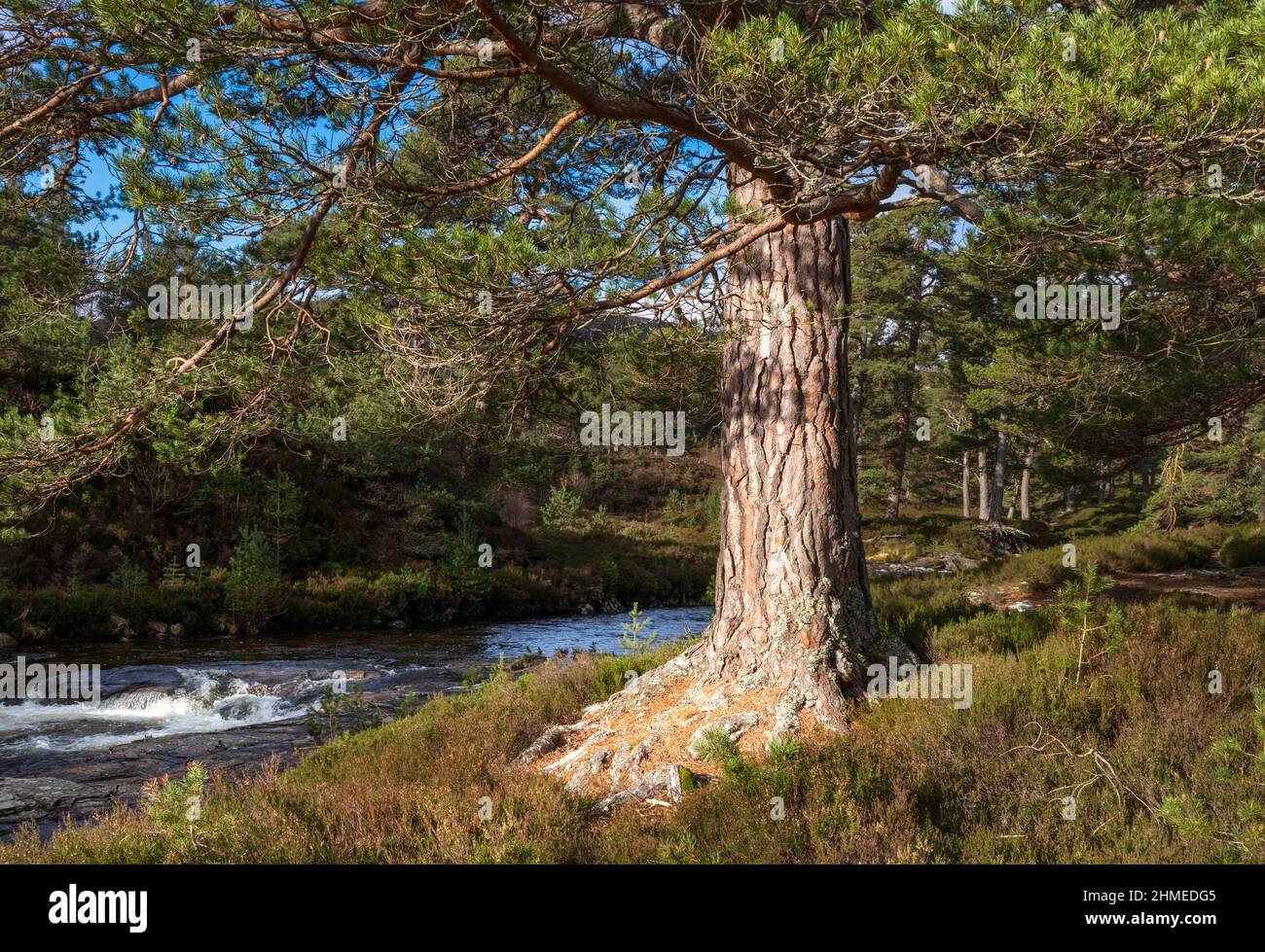 RIVER LUI MAR LODGE ESTATE BRAEMAR SCOTLAND SCOTS PINE TRUNK Pinus ...