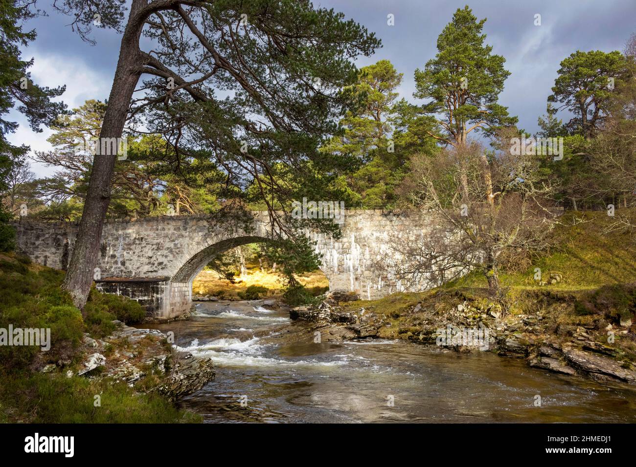 RIVER LUI MAR LODGE ESTATE BRAEMAR SCOTLAND SCOTS PINES Pinus ...