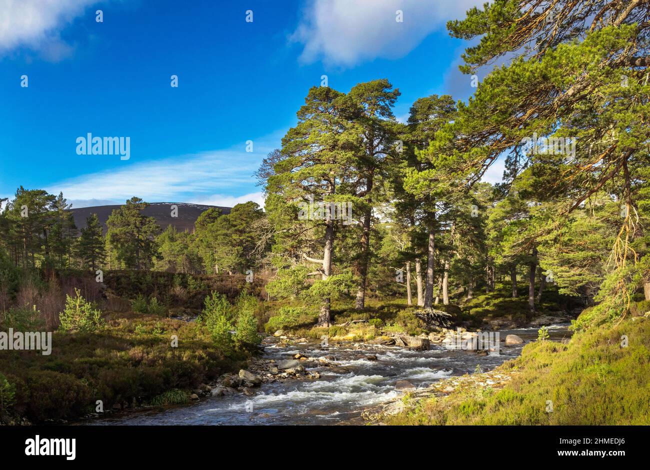 RIVER LUI MAR LODGE ESTATE BRAEMAR SCOTLAND SCOTS PINES Pinus ...