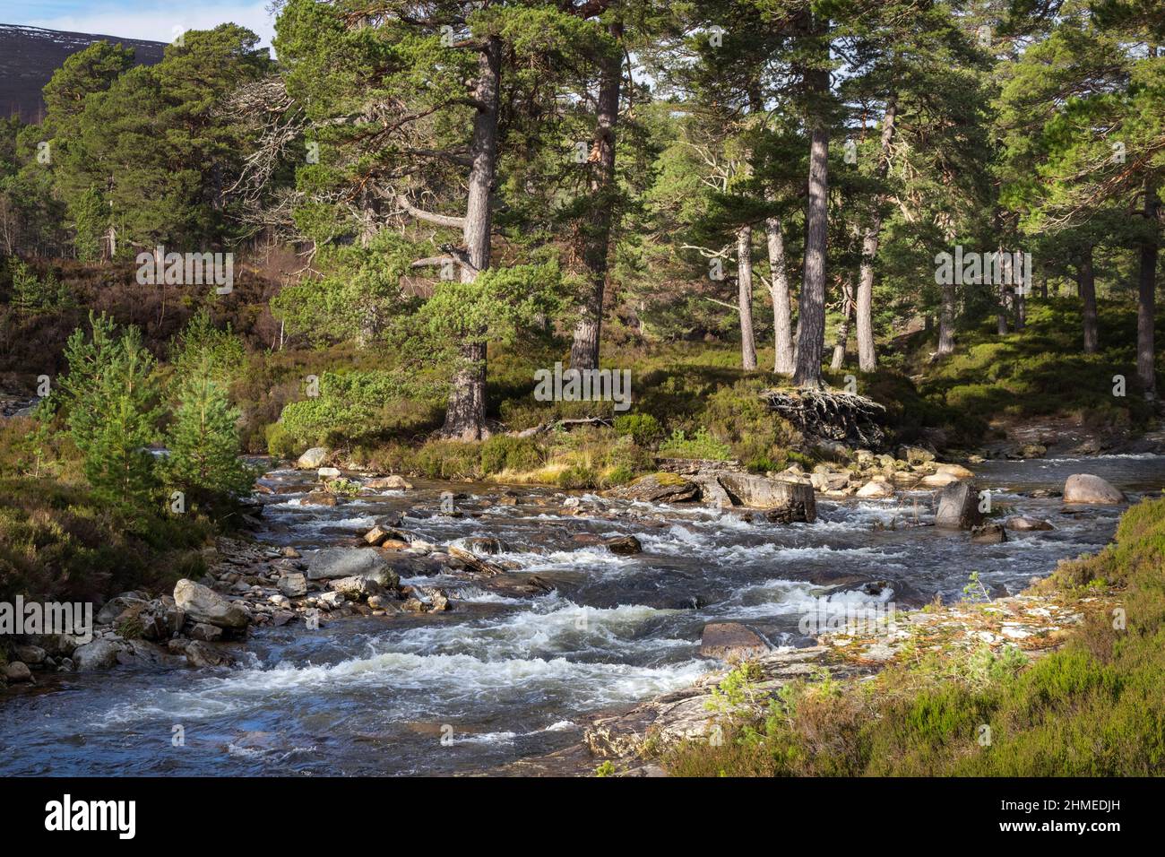 RIVER LUI MAR LODGE ESTATE BRAEMAR SCOTLAND SCOTS PINES GROUP Pinus ...