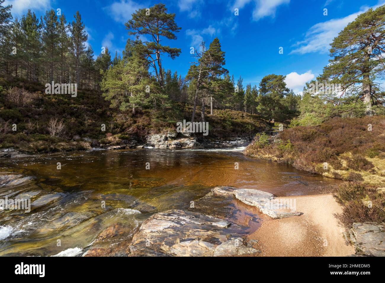 RIVER LUI MAR LODGE ESTATE BRAEMAR SCOTLAND SCOTS PINES Pinus ...