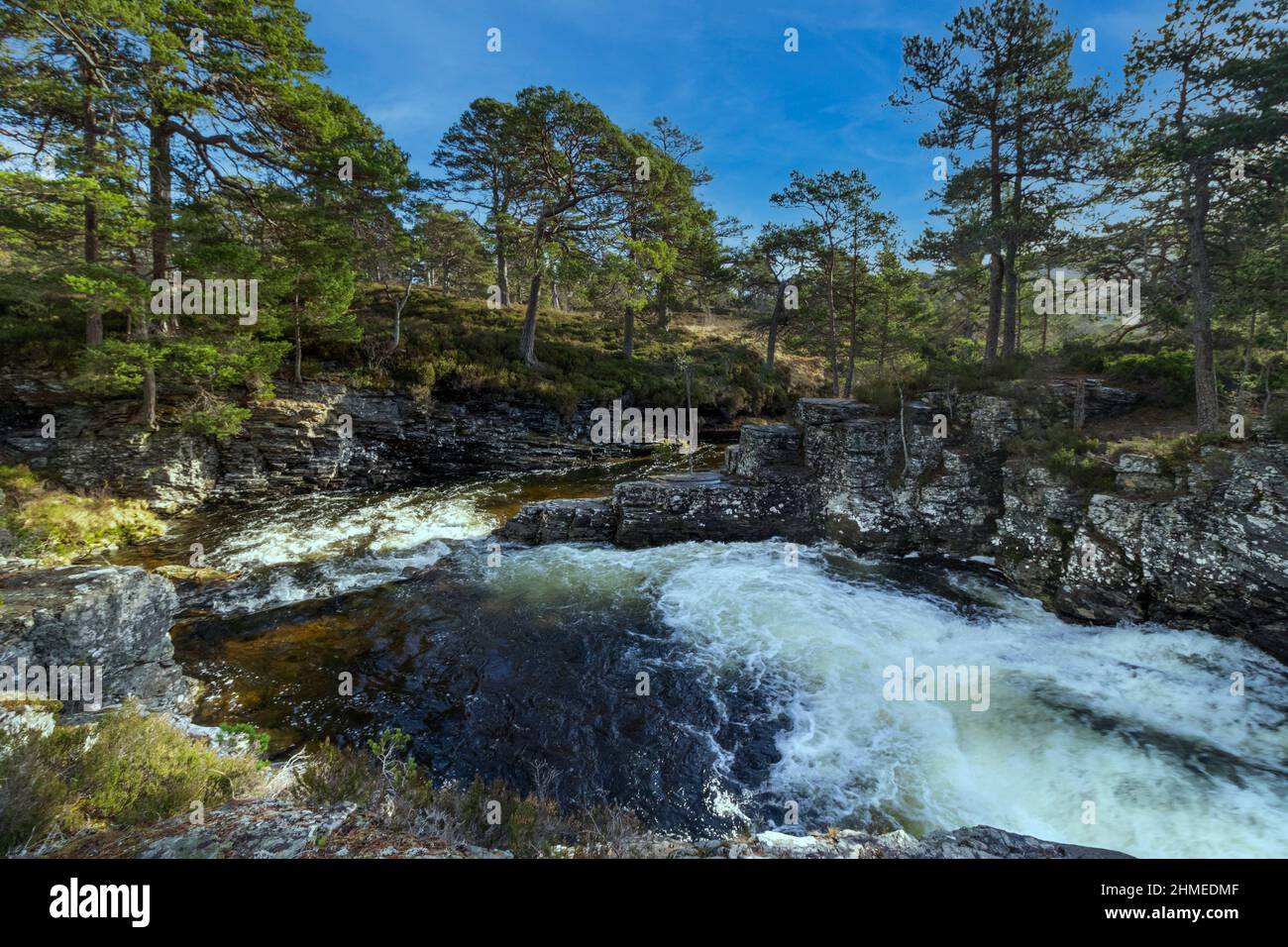 RIVER LUI MAR LODGE ESTATE BRAEMAR SCOTLAND SCOTS PINES Pinus ...