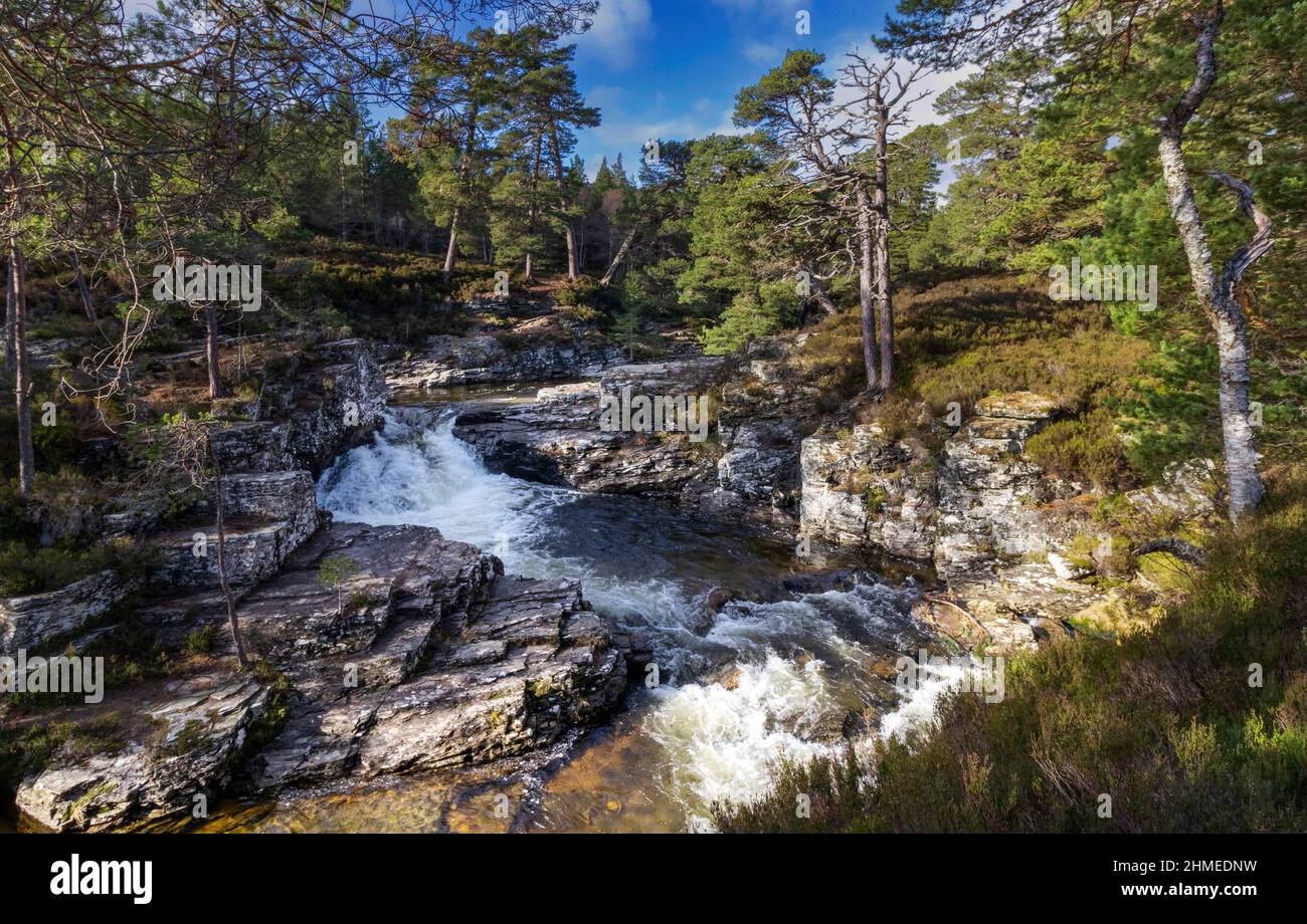 RIVER LUI MAR LODGE ESTATE BRAEMAR SCOTLAND SCOTS PINES Pinus ...