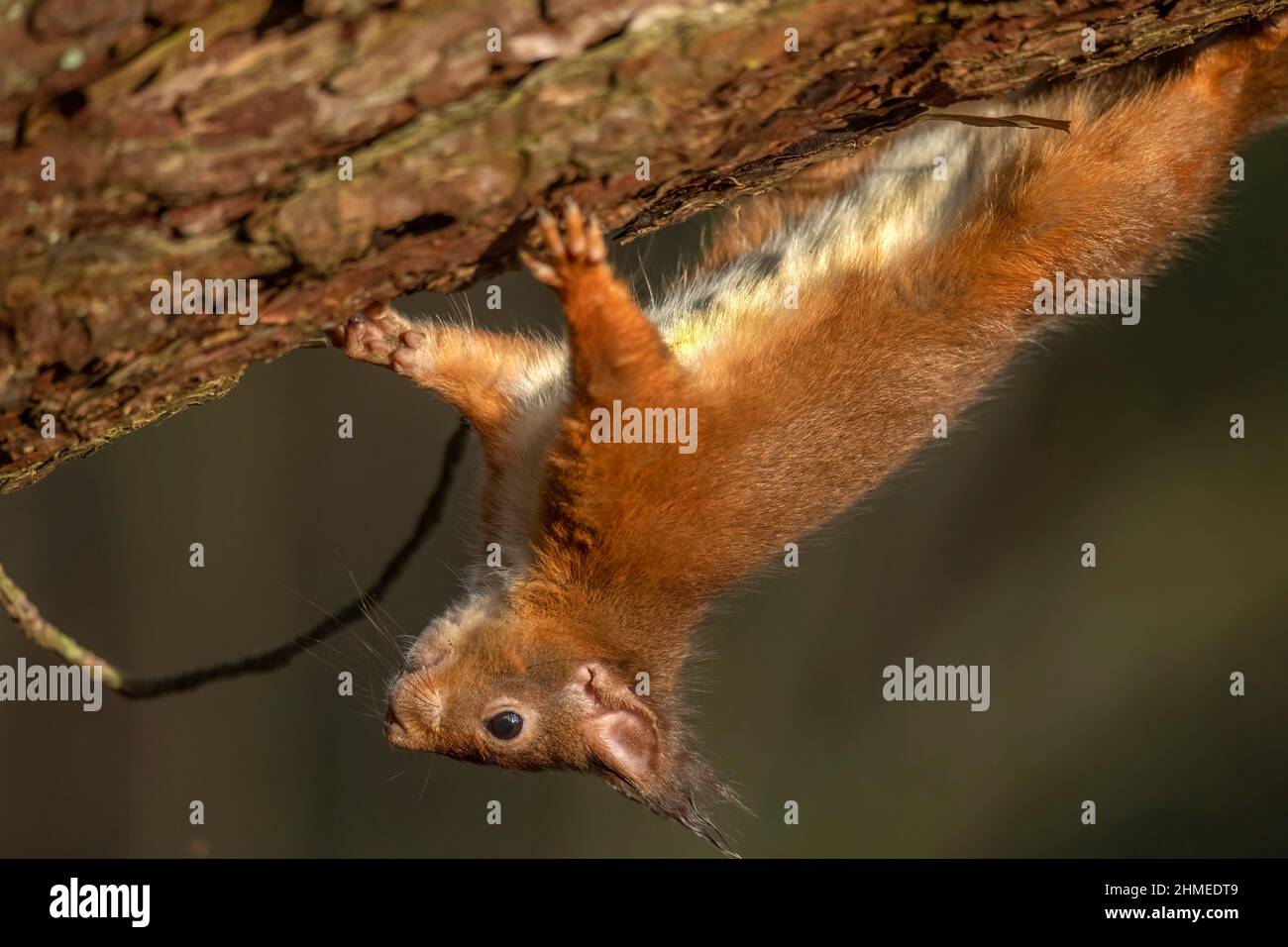 Side view of a red squirrel underneath a large branch close up with a ...
