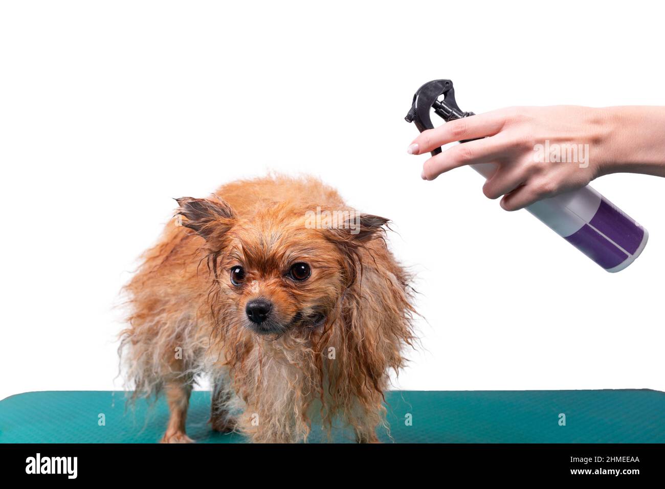 The master of the beauty salon for animals applies a spray conditioner ...